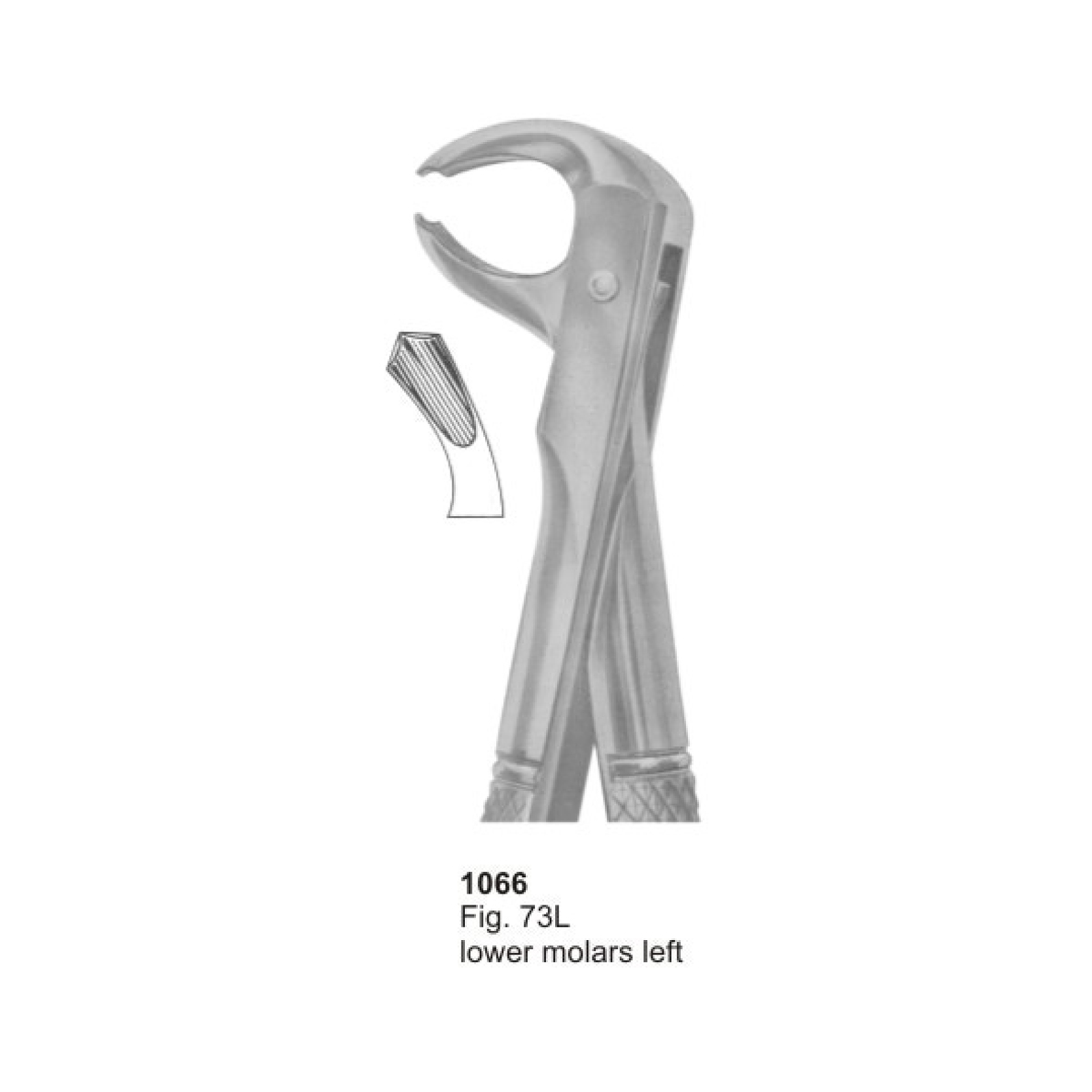 Lower Molars Left – GamiSurgical